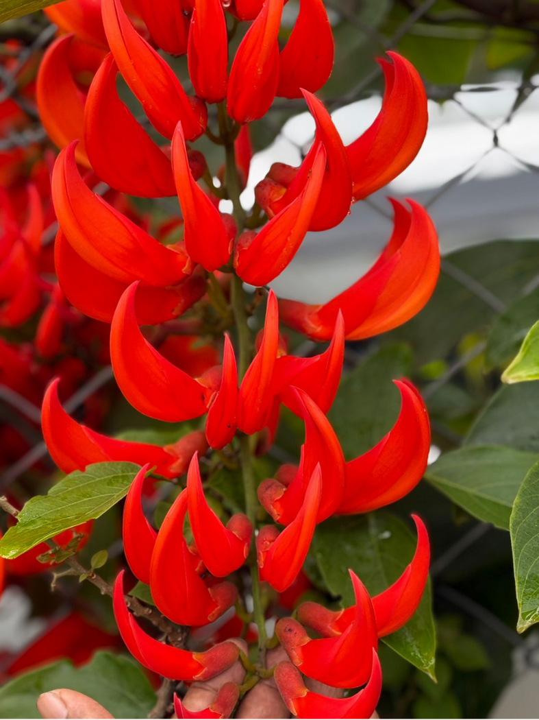 RED Jade Vine , Cats claw, thunbergia variegated, manimulla, fraser is ...