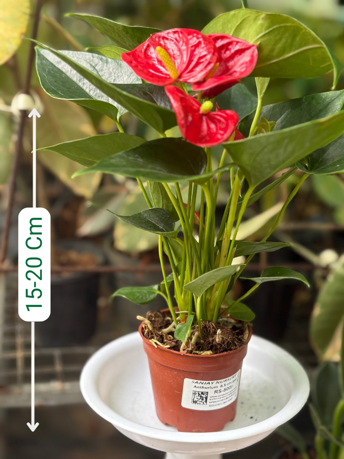 Red Miniature Anthurium Multi Shooted Plant With Flower In Pot ...