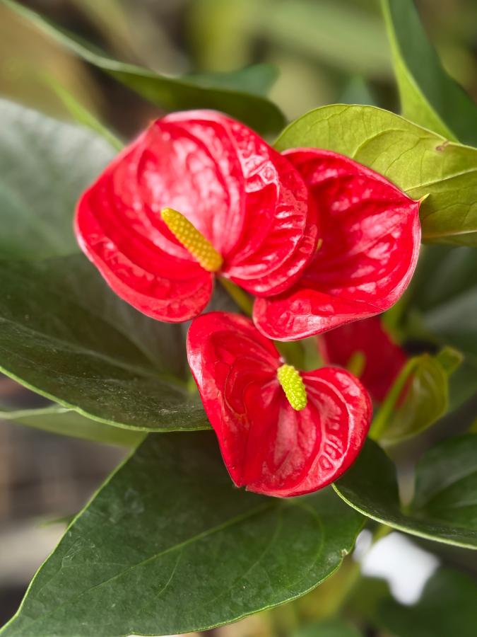 Red Miniature Anthurium Multi Shooted Plant With Flower In Pot ...