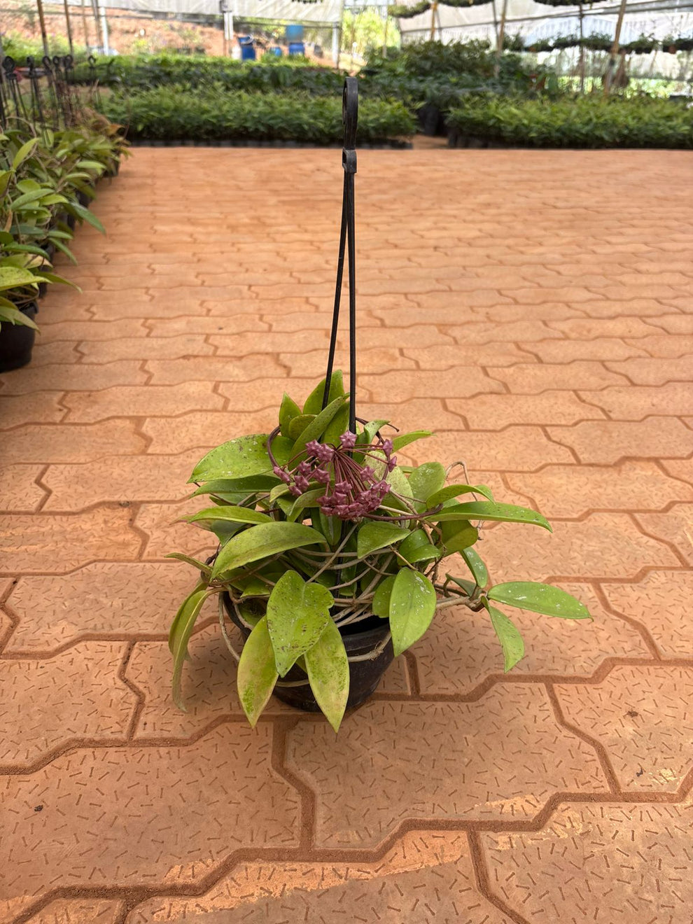Hoya Carnosa Bushy Hanging Pot with Flower – pazhassigarden