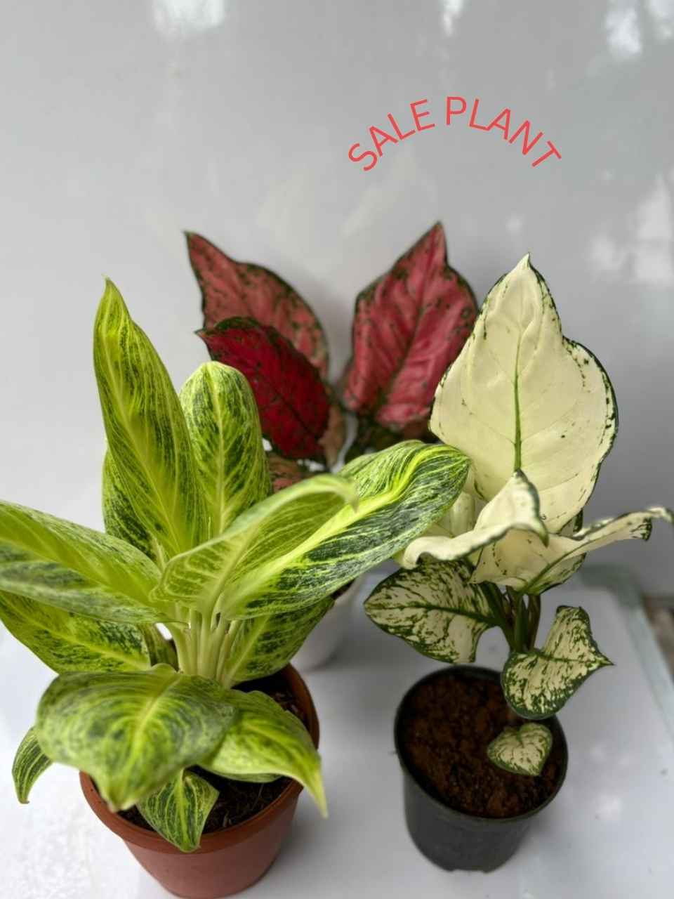 COMBO OF 3 AGLONIMA 1280 RAYAN GOLD,SUPERWHITE,RED BUETY IN 5 " POT ...